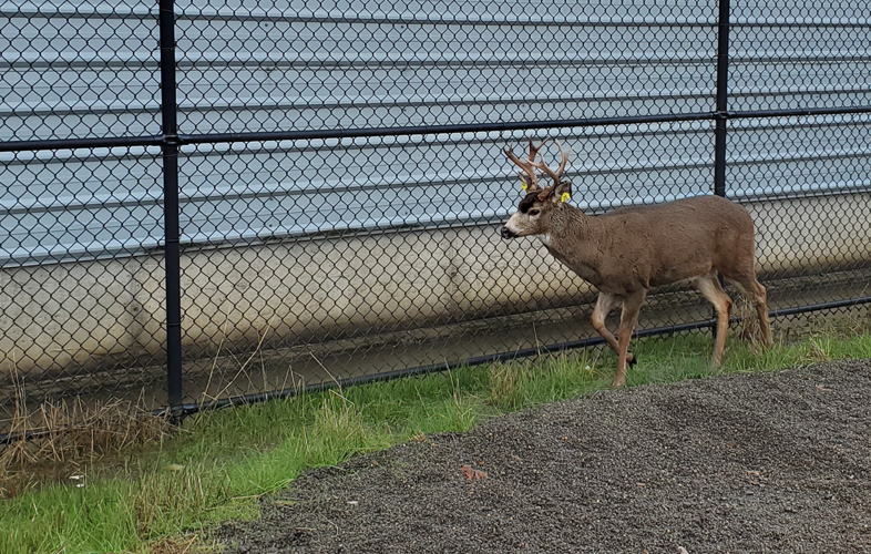 ODFW frees Dallas deer from Xmas lights entanglement | News | polkio.com