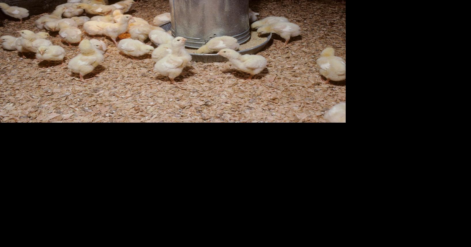 Watch chickens hatch, grow via livestream | News | polkio.com