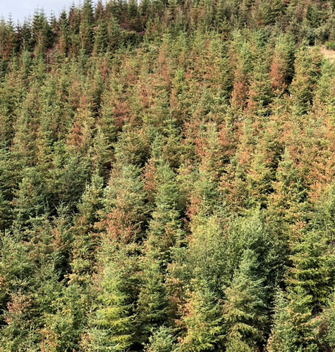 Photos: Study paints detailed picture of forest canopy damage caused by ...