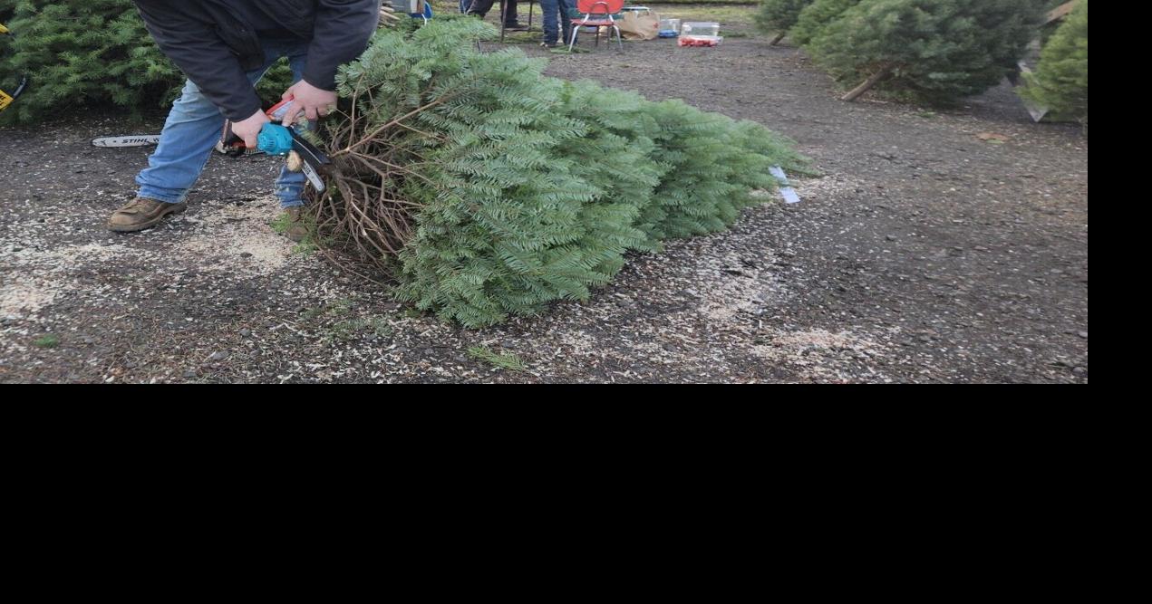 Dallas FFA gets in holiday spirit with Christmas tree sales | News ...