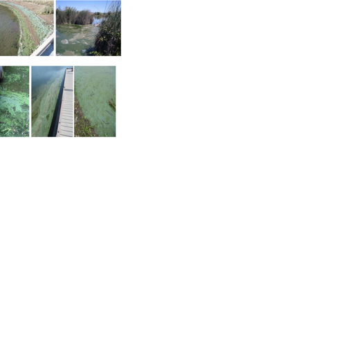 OHA Issues waterway caution for potential harmful algae blooms | News ...