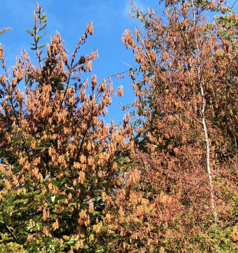Photos: Study paints detailed picture of forest canopy damage caused by ...