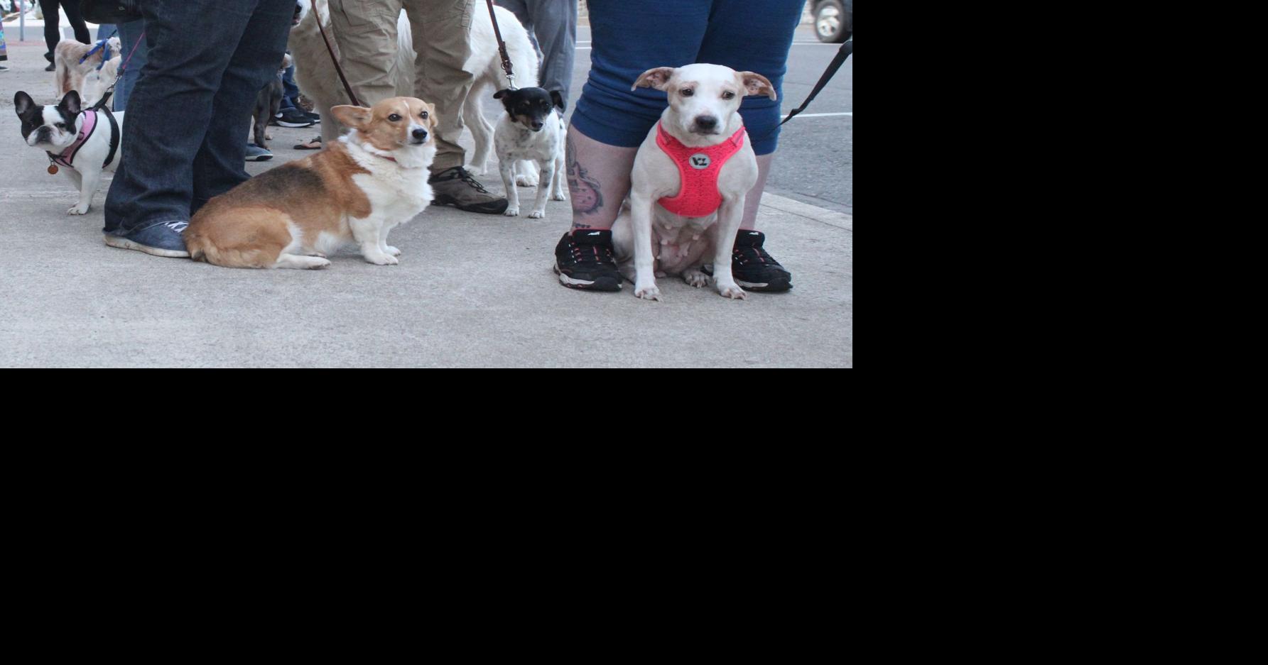 Dallas animal control works fast to reunite dogs, owners | News ...