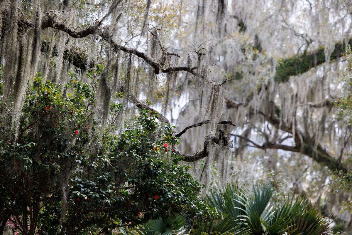 What is Spanish moss and how can it be used in gardens?