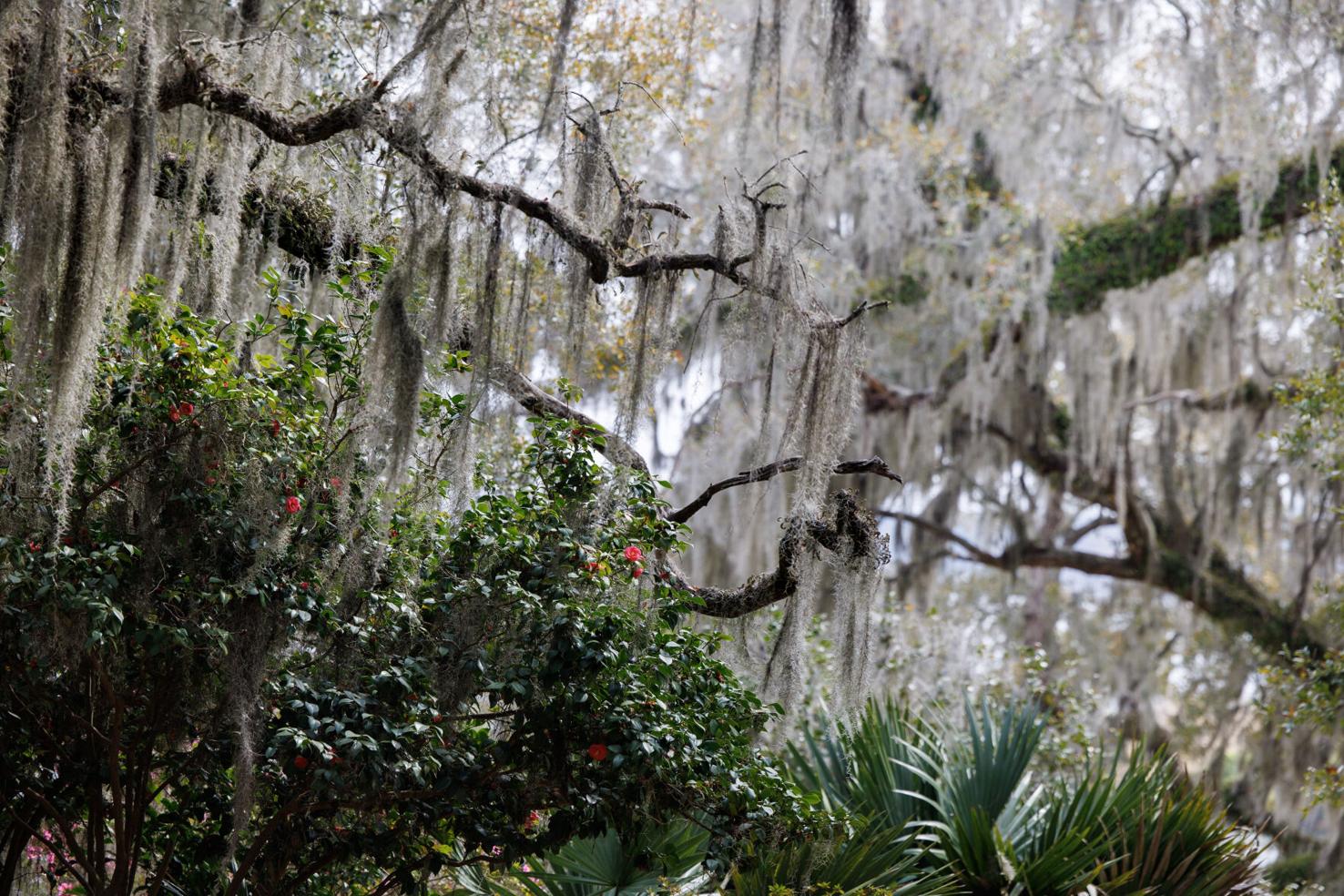 What is Spanish moss and how can it be used in gardens?