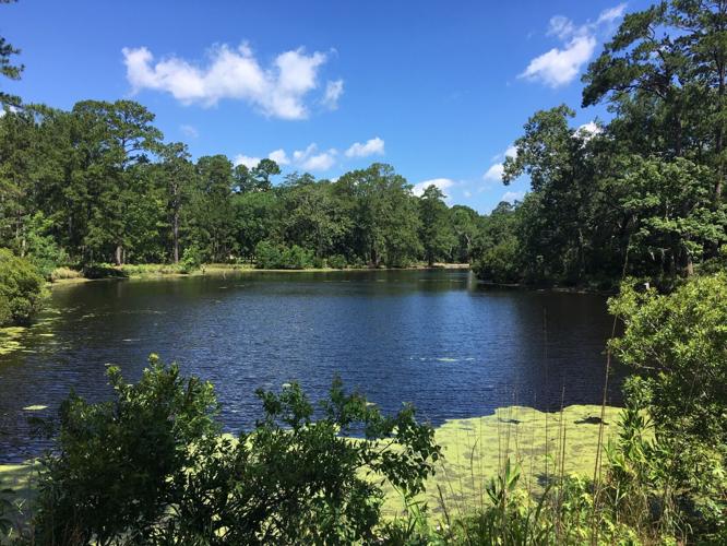 The Nature Conservancy secures easement on undeveloped Willtown tract ...