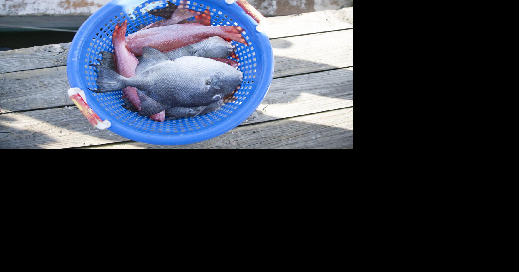 Triggerfish 101: From dock to dinner