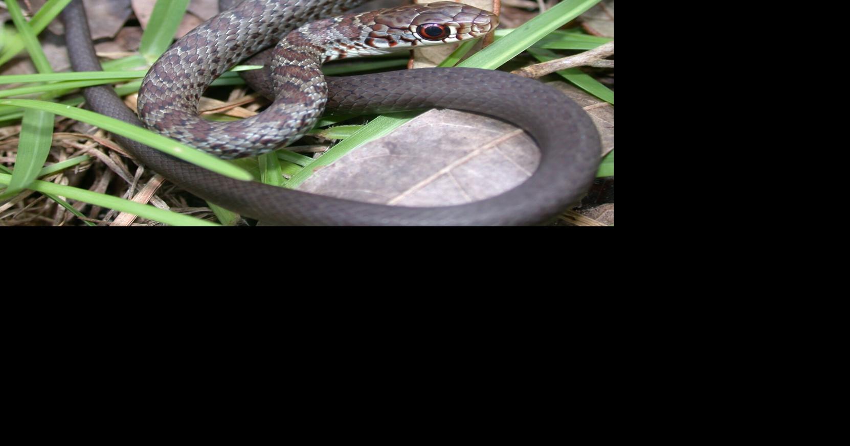 ECOVIEWS: Baby snakes are plentiful in autumn | Features ...