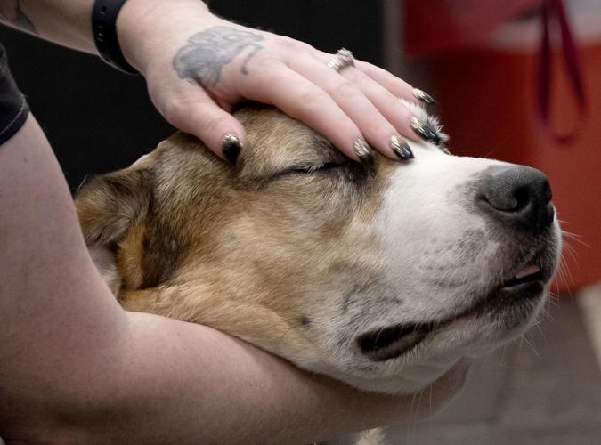 Operation Pit Bull Snip is a free neuter and spay program