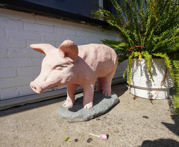 PHOTOS: Pigs and more at the 2022 Pig Pickin' Festival