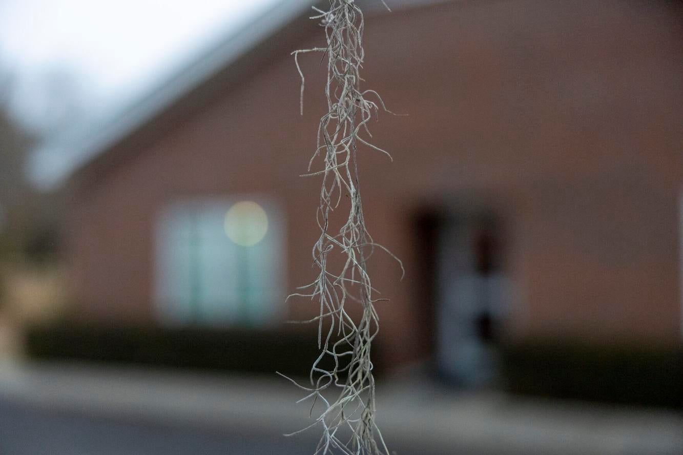 What is Spanish moss and how can it be used in gardens?