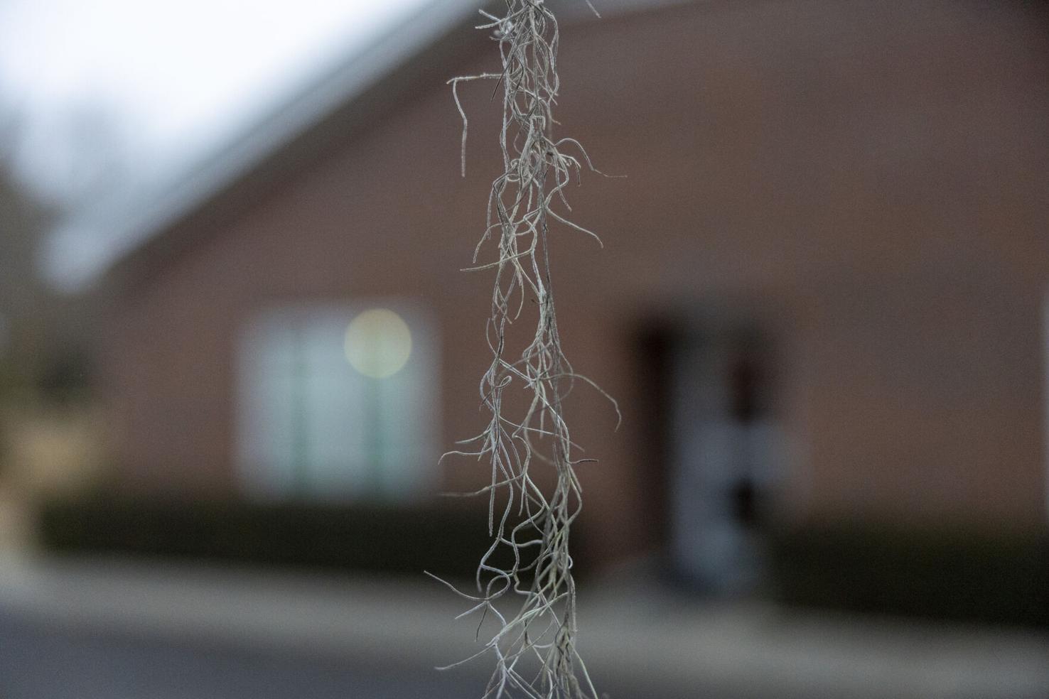 What is Spanish moss and how can it be used in gardens?