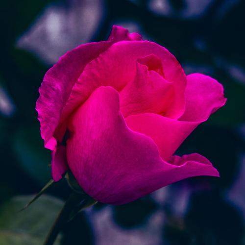 Reader photos: Pink | Features | postandcourier.com