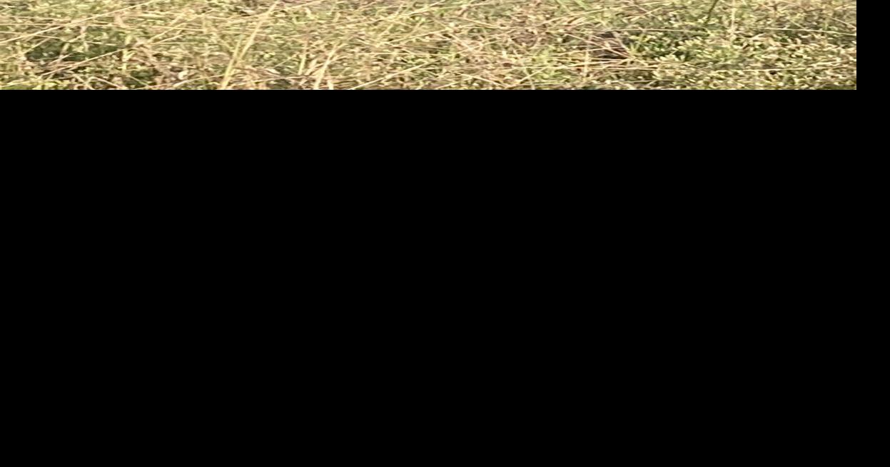 Turkey shoots are a holiday tradition. Turkeys aren't real, but the fun is.