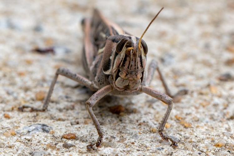 Reader photos: Close Up | Features | postandcourier.com