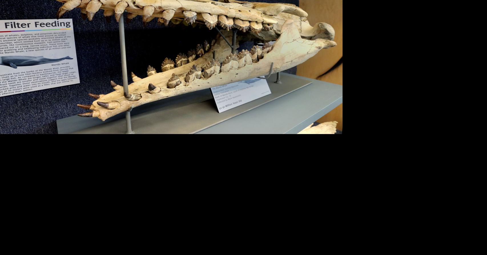 Researchers discover a new species of whale 30 million years after it ...