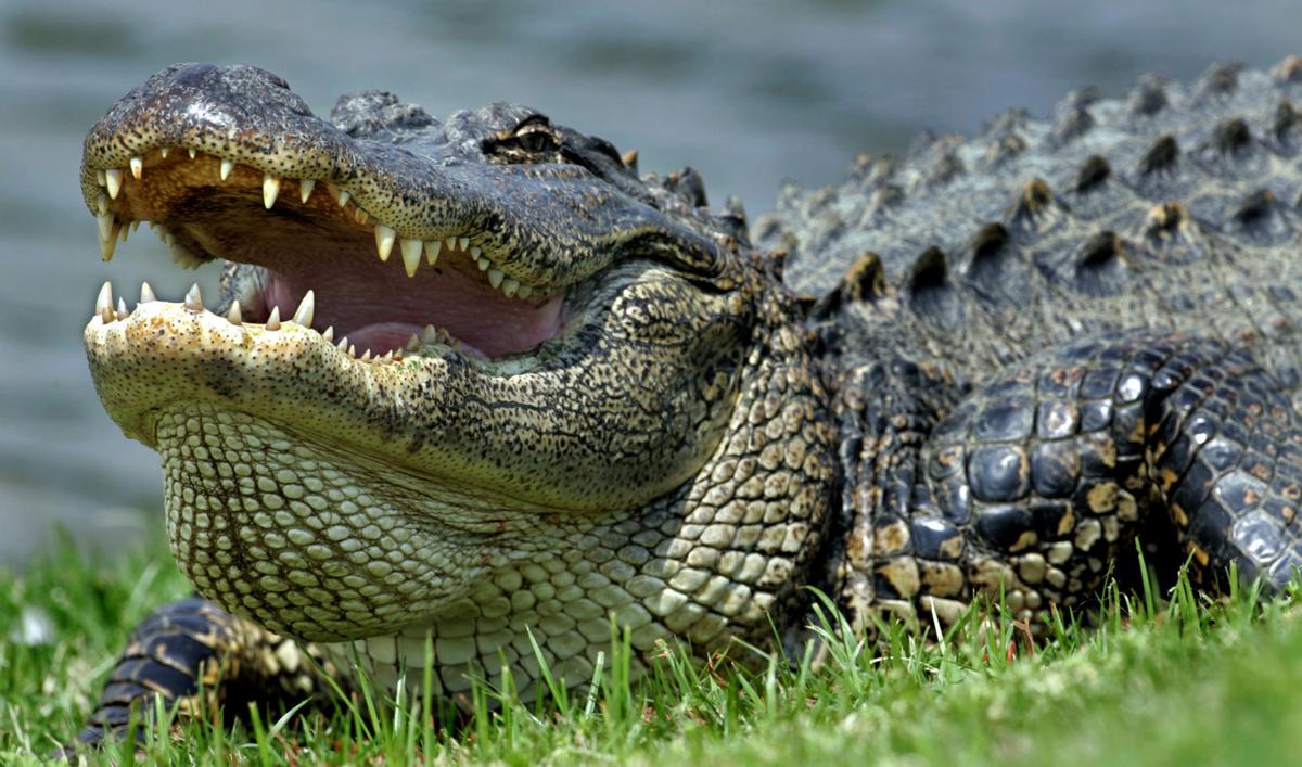 Alligators, Adult Swim and magic: 8 ways to spend your Charleston ...