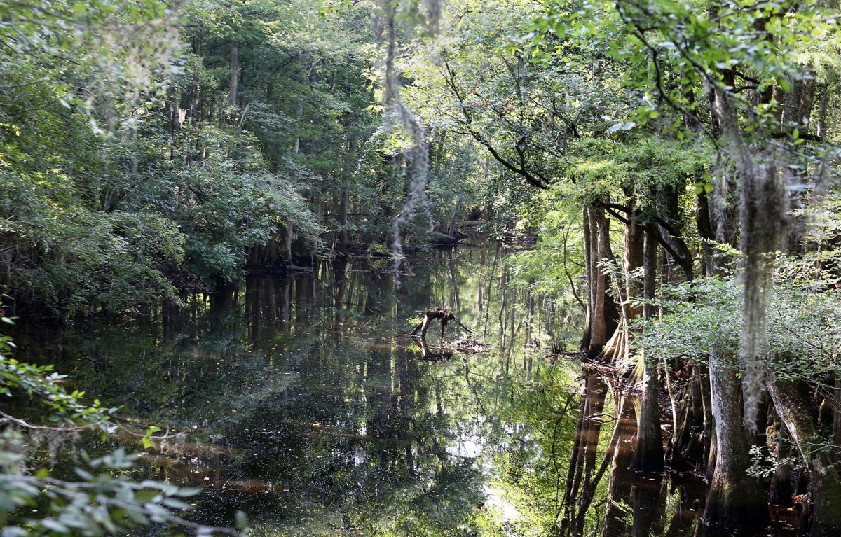 Audubon Center at Beidler Forest | Photo Galleries | postandcourier.com