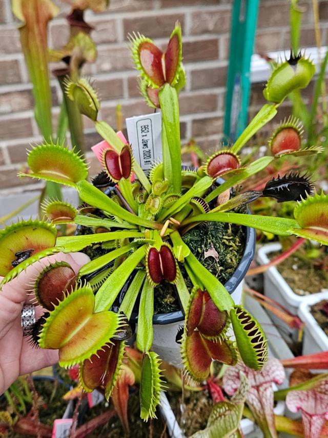SC's last stable Venus flytrap population is in Horry county