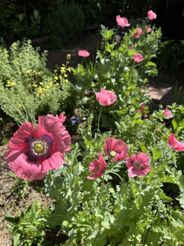 Reader photos: Pink | Features | postandcourier.com
