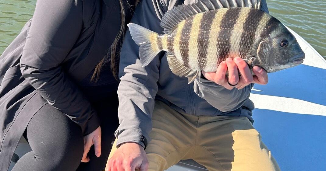 Sheepshead a top option for winter anglers in Charleston