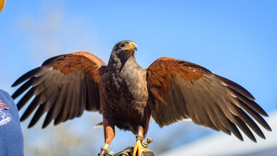 Let kids celebrate their "wild" side at SEWE among animals and the ...