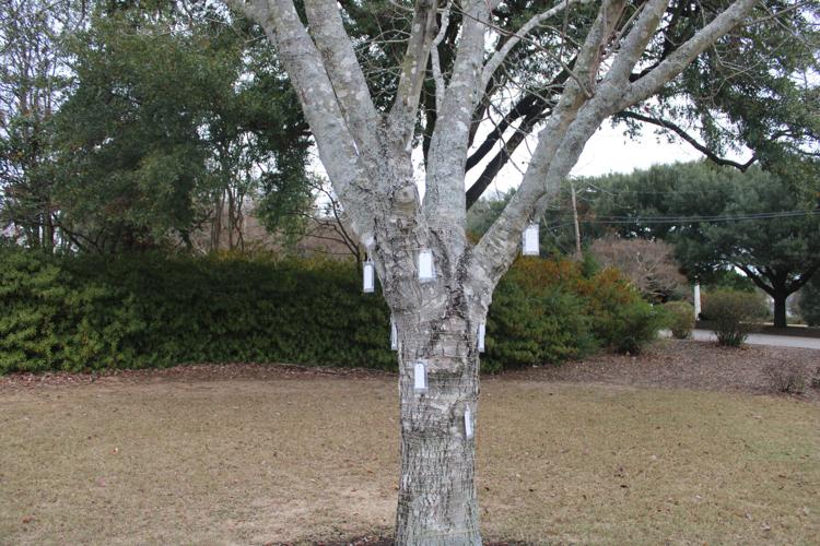 North Augusta tree lets people share prayers for holidays