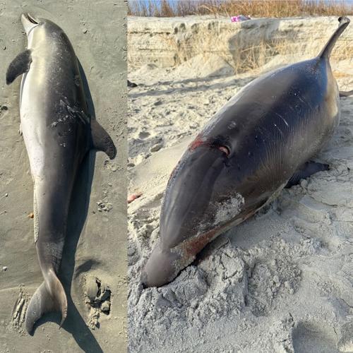 dolphin beached