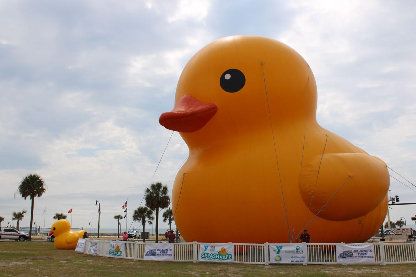 World's Largest Rubber Duck Take Down Early Due to Tear