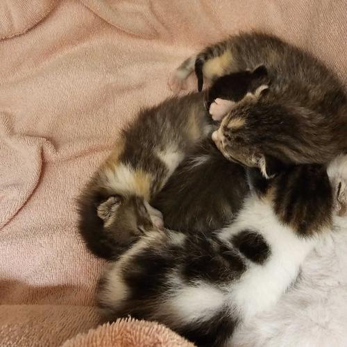 SPCA Albrecht Center offers tips for adopting a dog