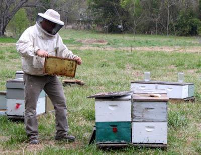 Bee-hind the Scenes at a Lexington Apiary