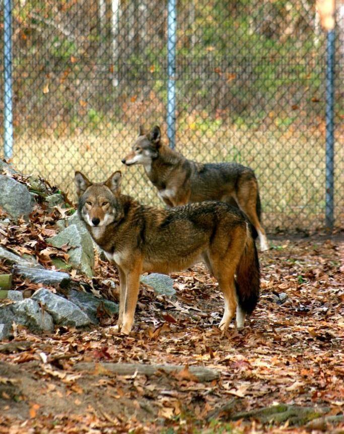 Make room for red wolves | Editorials | postandcourier.com