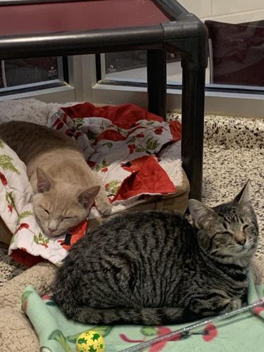 ANIMAL CONNECTION: SPCA Albrecht Center offers hurricane help, advice | Features ...