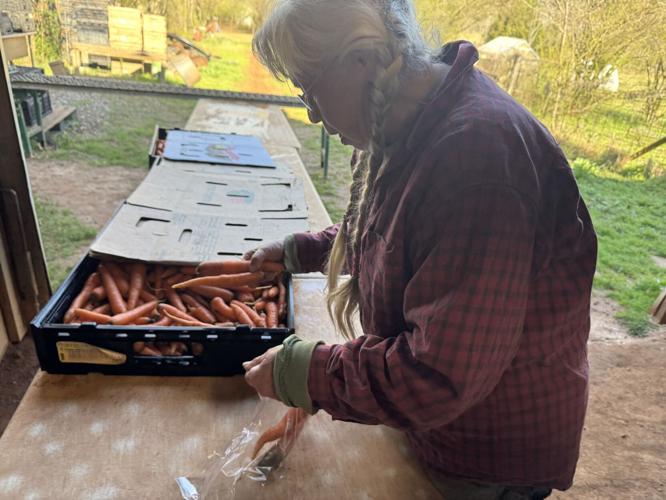 USDA cancels food aid programs, a $15.2M hit to SC growers