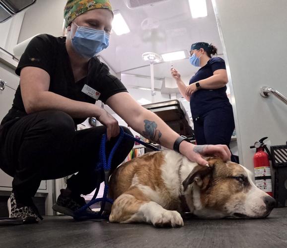 Operation Pit Bull Snip is a free neuter and spay program