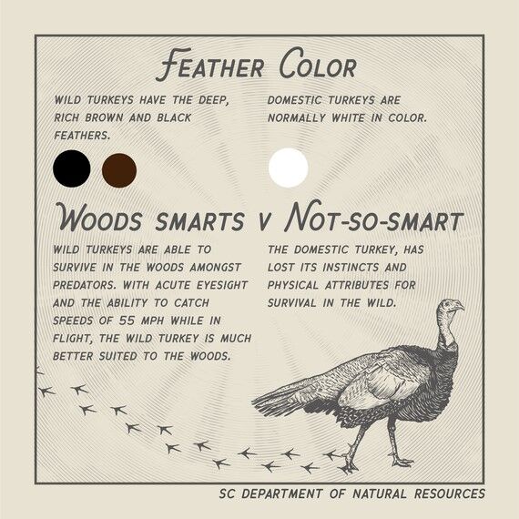 What's the difference between domesticated and wild turkeys? | News ...