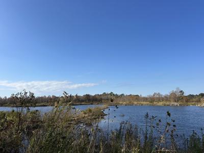 Alligator euthanized after vehicle crash on US 501 in Conway