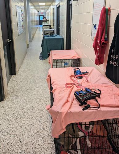 ANIMAL CONNECTION: SPCA Albrecht Center needs foster families, adopters