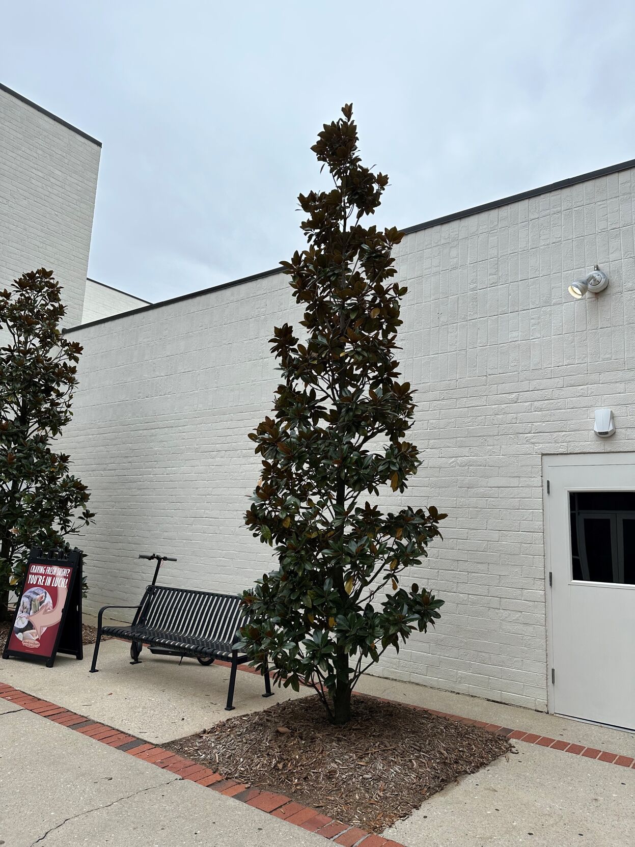 Slender trees perfect for small spaces