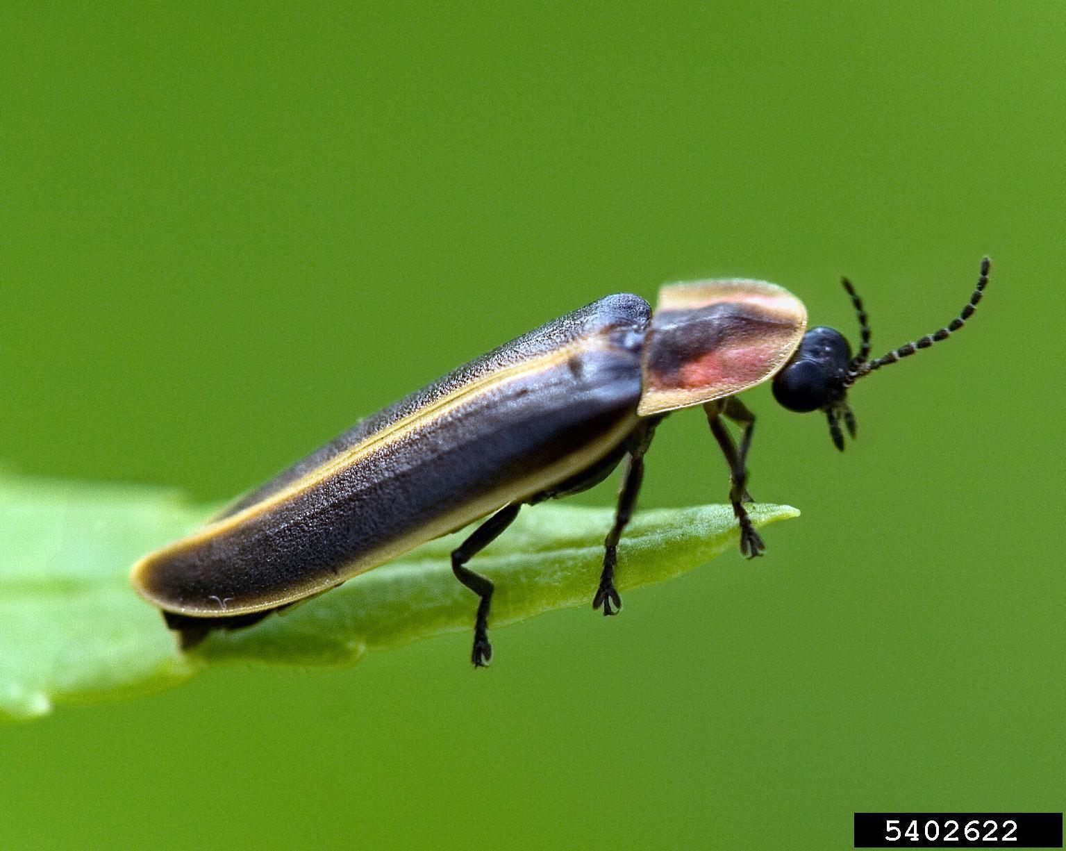 The return of the firefly | Editorials | postandcourier.com