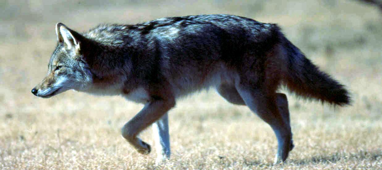 Workshop hopes to curb ugly coyote problems | News | postandcourier.com