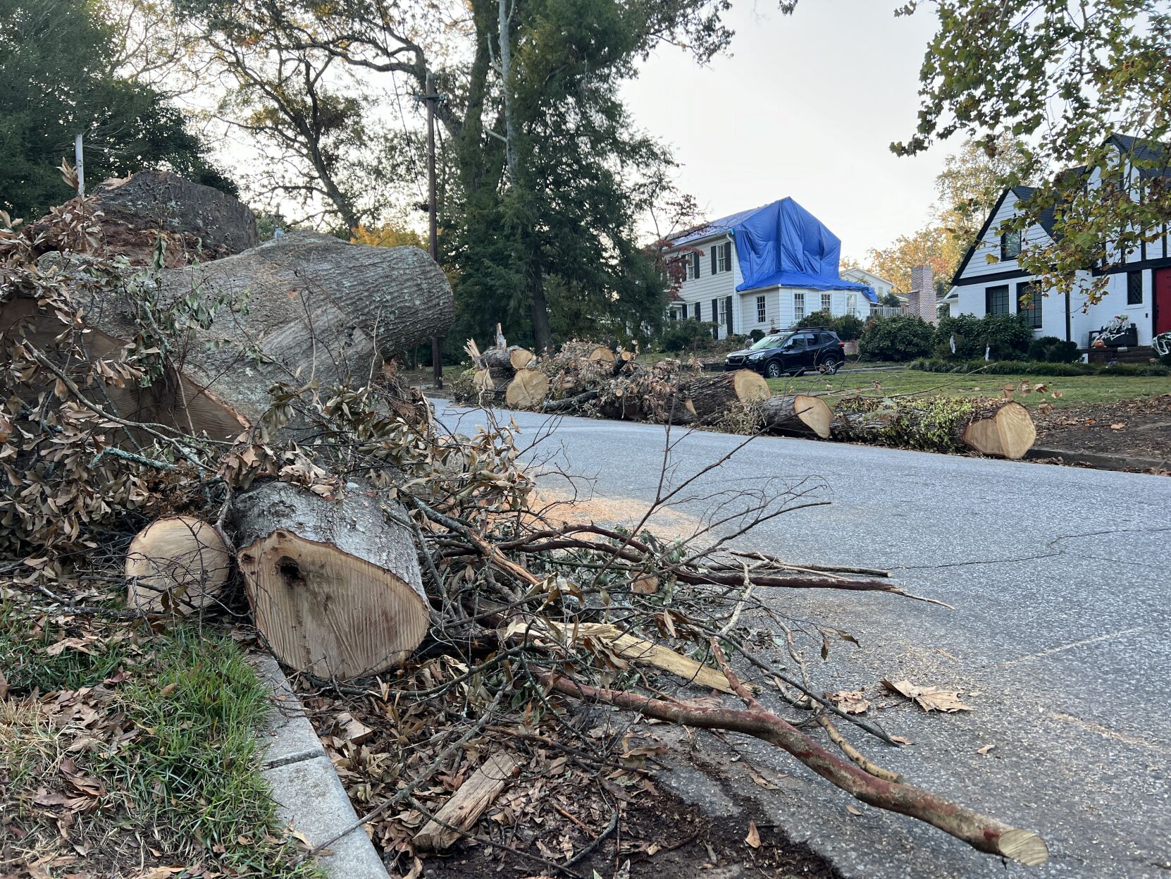 Greenville's weighs Helene's wrath on its iconic tree canopy