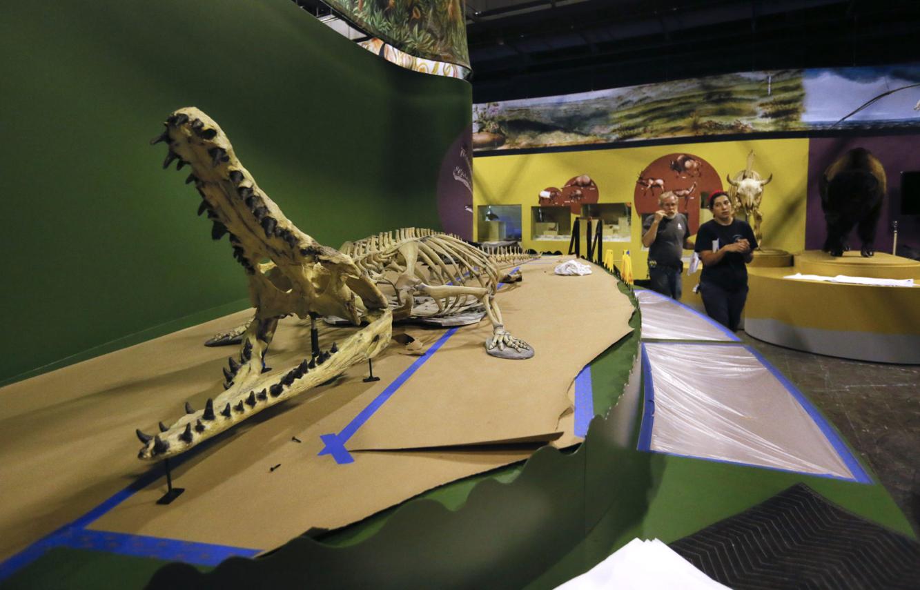Charleston Museum to reopen fully renovated natural history exhibit