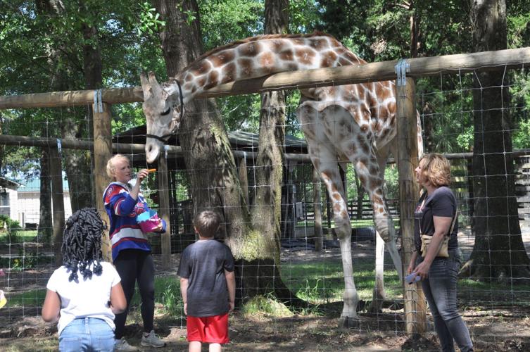 Safari park in Salley provides a family-friendly escape during ...