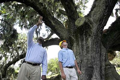 Middleton Oak's massive broken limb might provide key to tree's true age