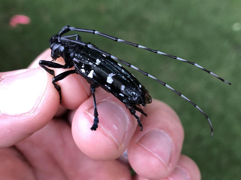 USDA begins eradication of invasive beetle in Charleston County