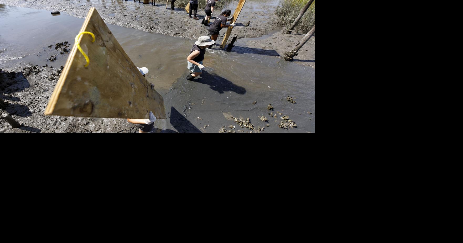 Historic Maryville marsh damaged by drought getting new life with ...