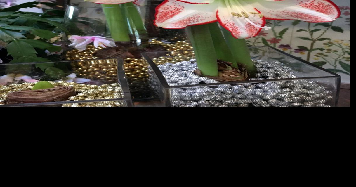 AIKEN MASTER GARDENERS: Amaryllis flowers brighten the holiday season