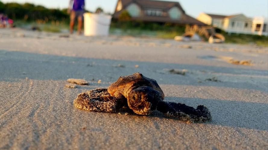 High erosion risk for beaches in SC, Southeast troubling for turtles ...