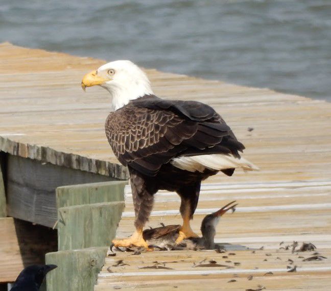 Reader photos: Backyard Birds | Your Photos | postandcourier.com
